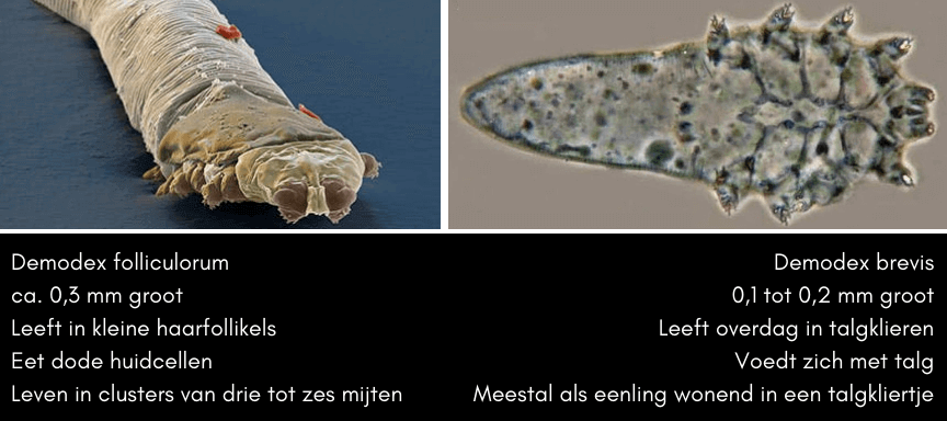 Demodex: een leger aan kleine beestjes op je gezicht